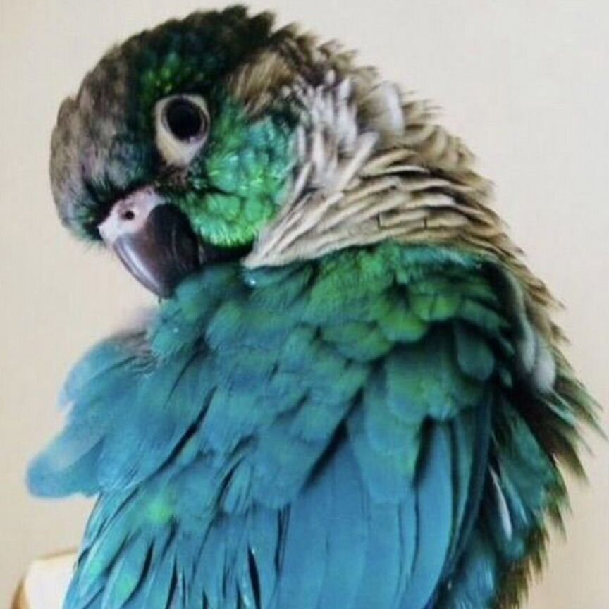 Попугай пиррура выкормыш