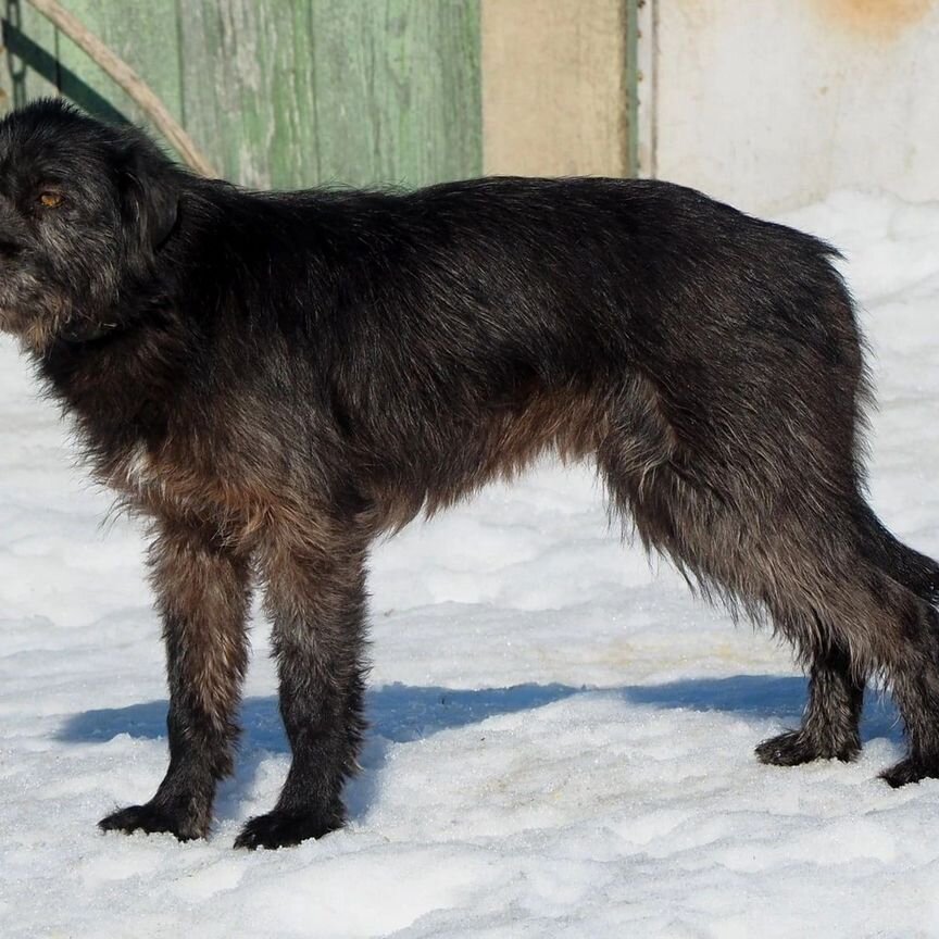Нежной доброй собаке нужен дом/передержка