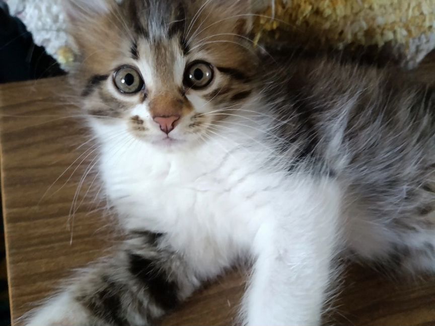 Котёнок Стрекозец