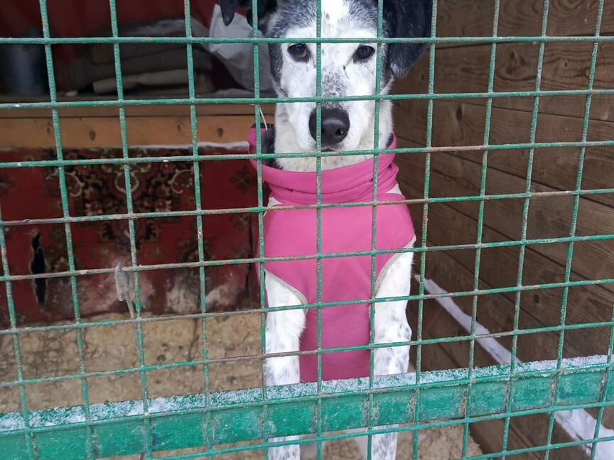 Собака в добрые руки