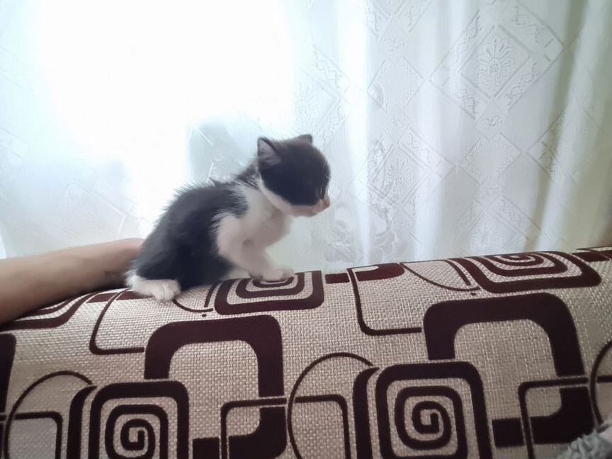 Кошка