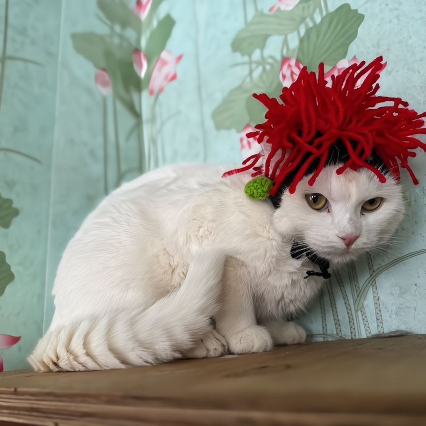 Взрослая, кошка в добрые руки