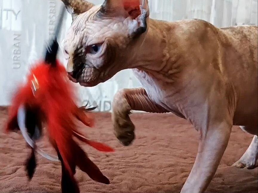 Канадский сфинкс девочка