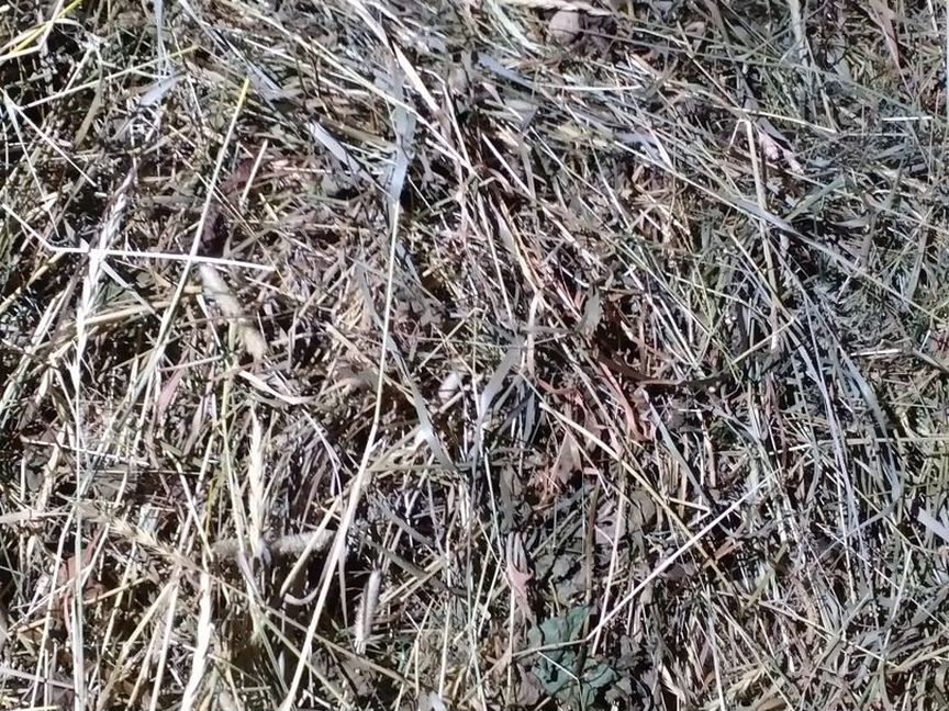 Сено в мешках разнотравье луговое, люцерна