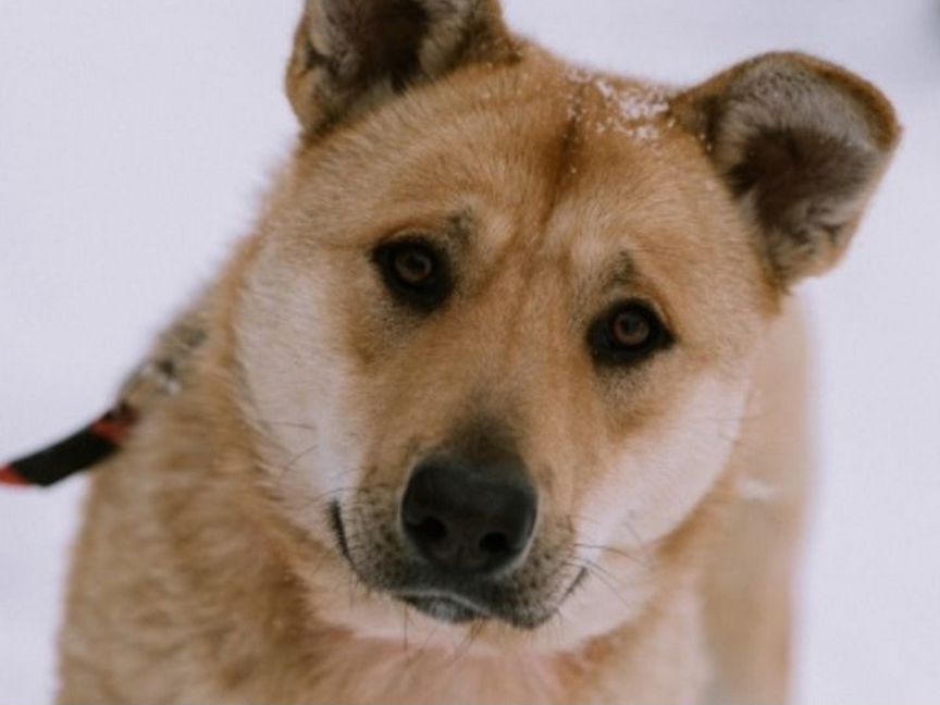 Молодая метиска в добрые руки