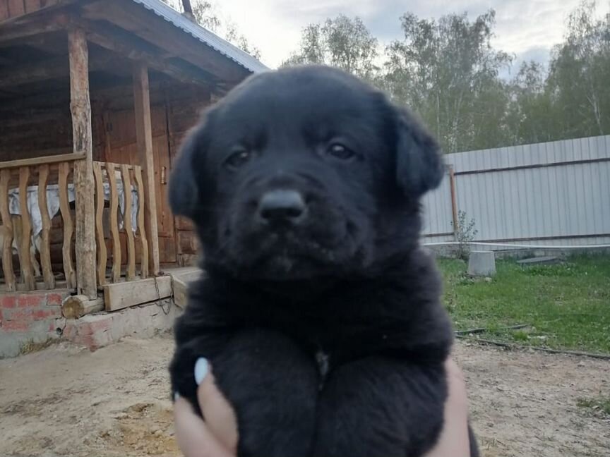 Щенки лабрадора