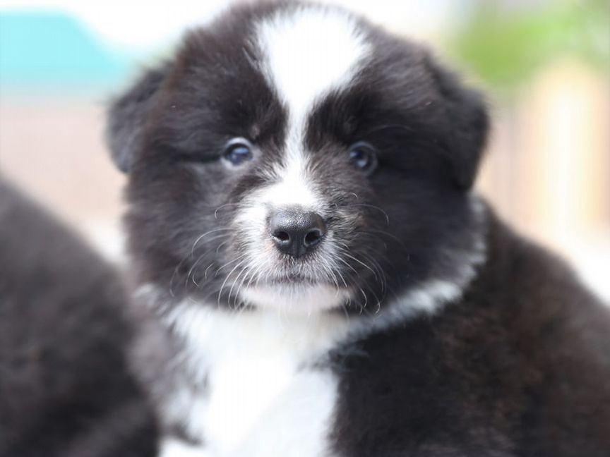 Бордер колли