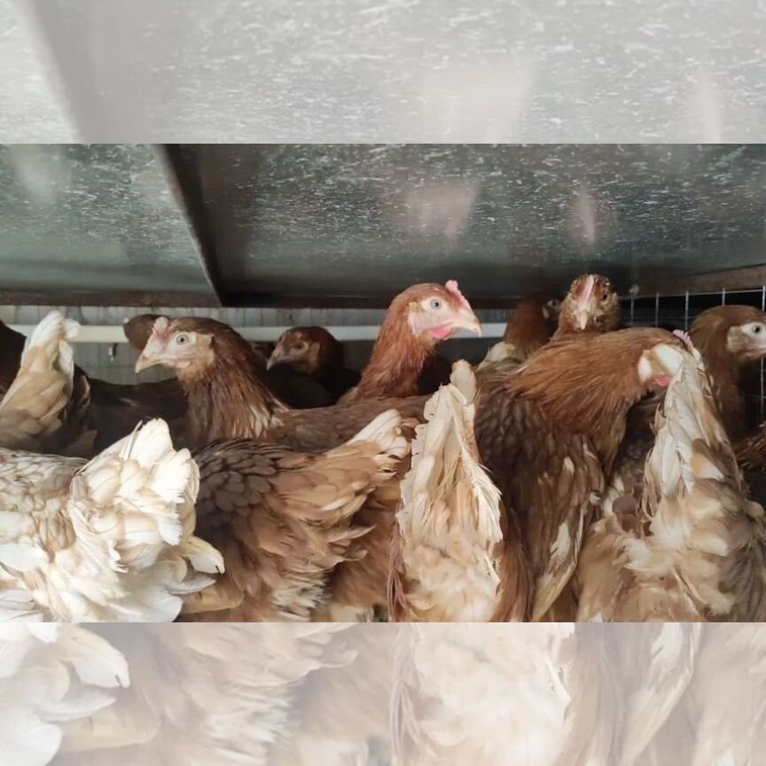 Куры несушки браун ник