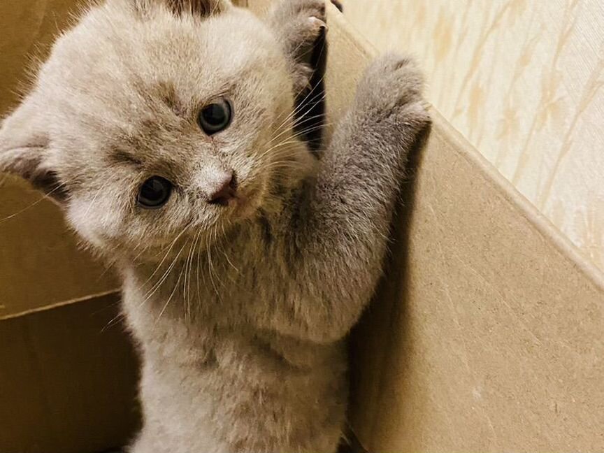 Шотландские котята