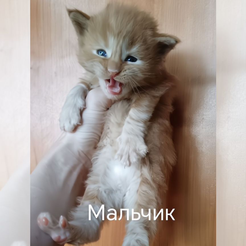 Мейн-кун котёнок