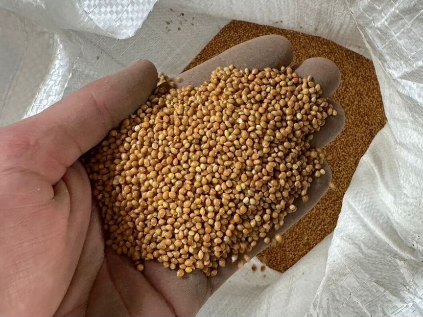 Просо желтое красное 2023