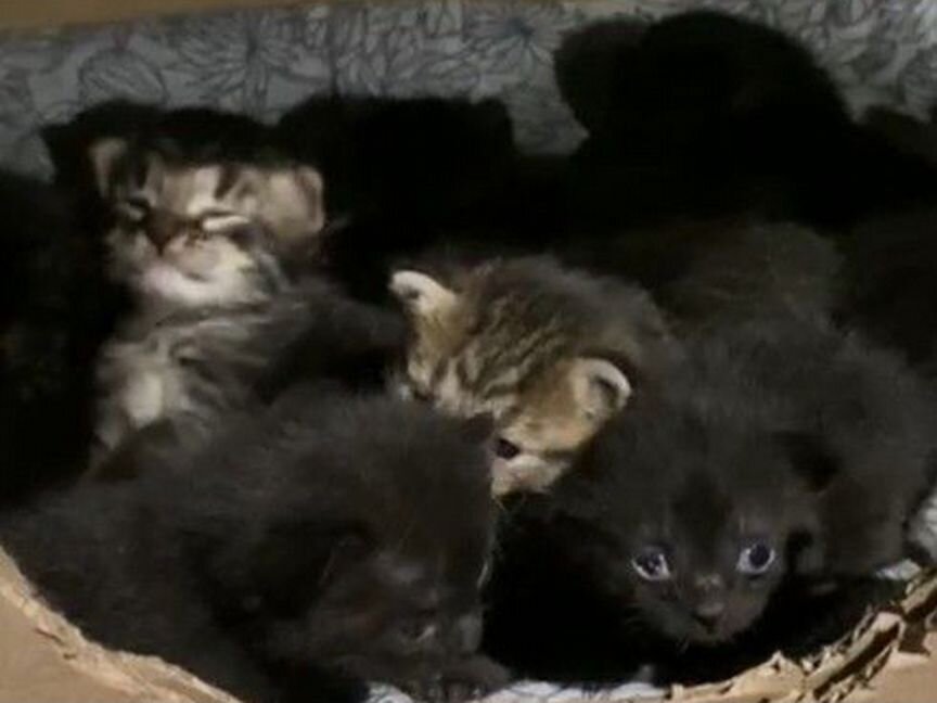 Кошка родила котят на заводе