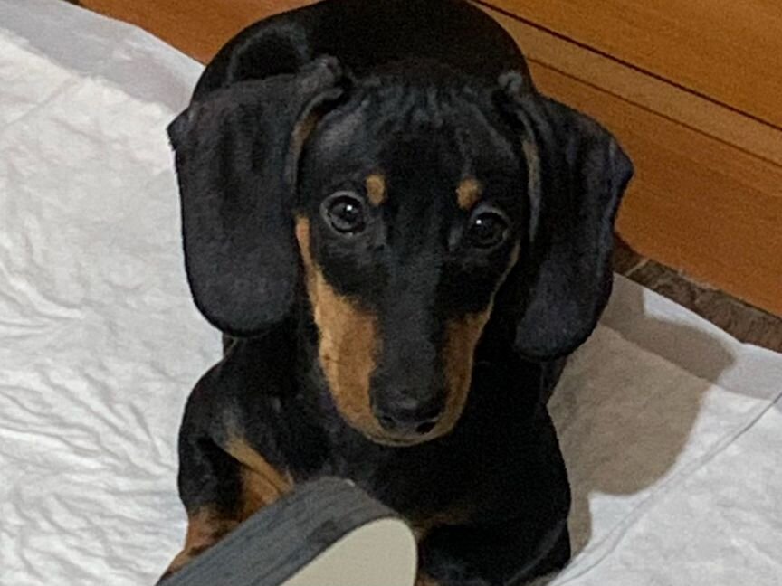 Такса в добрые руки мальчик 4-5 месяцев