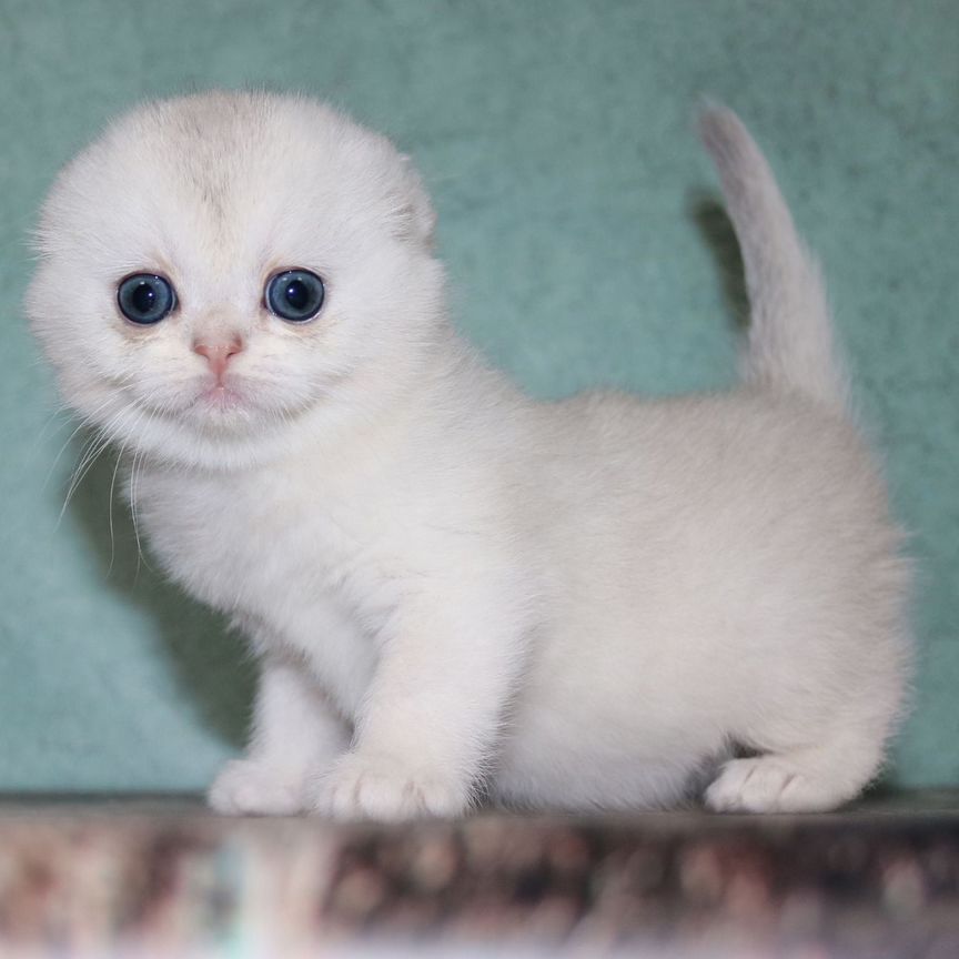 Шотландский вислоухий короткошёрстный котёнок