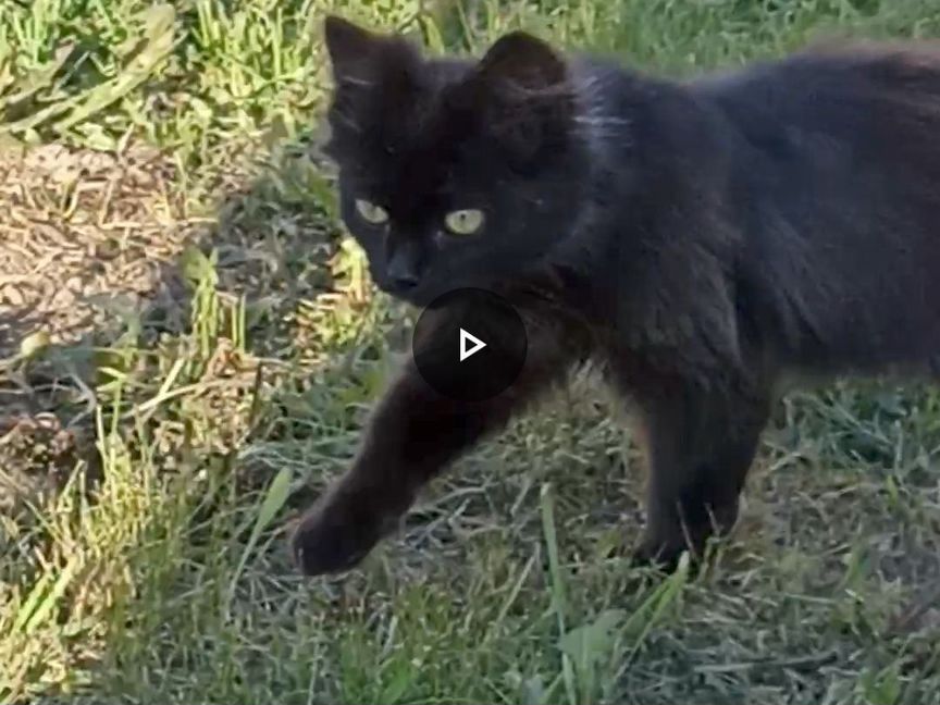 Котенок в добрые руки бесплатно