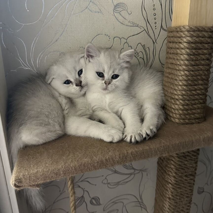 Серебристая шиншилла котята
