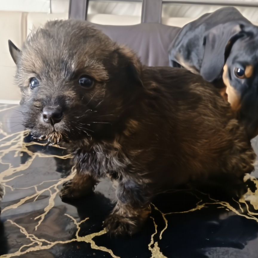 Щенок в добрые руки