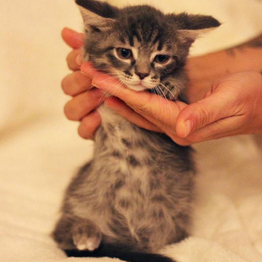 Котёнок в добрые руки