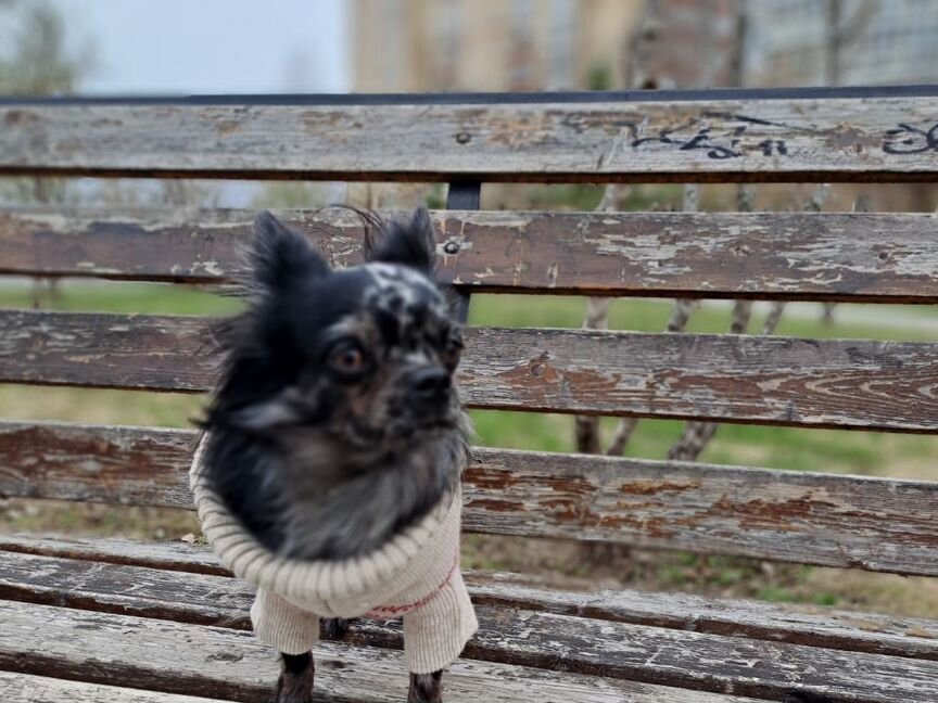 Вязка кобель чихуахуа