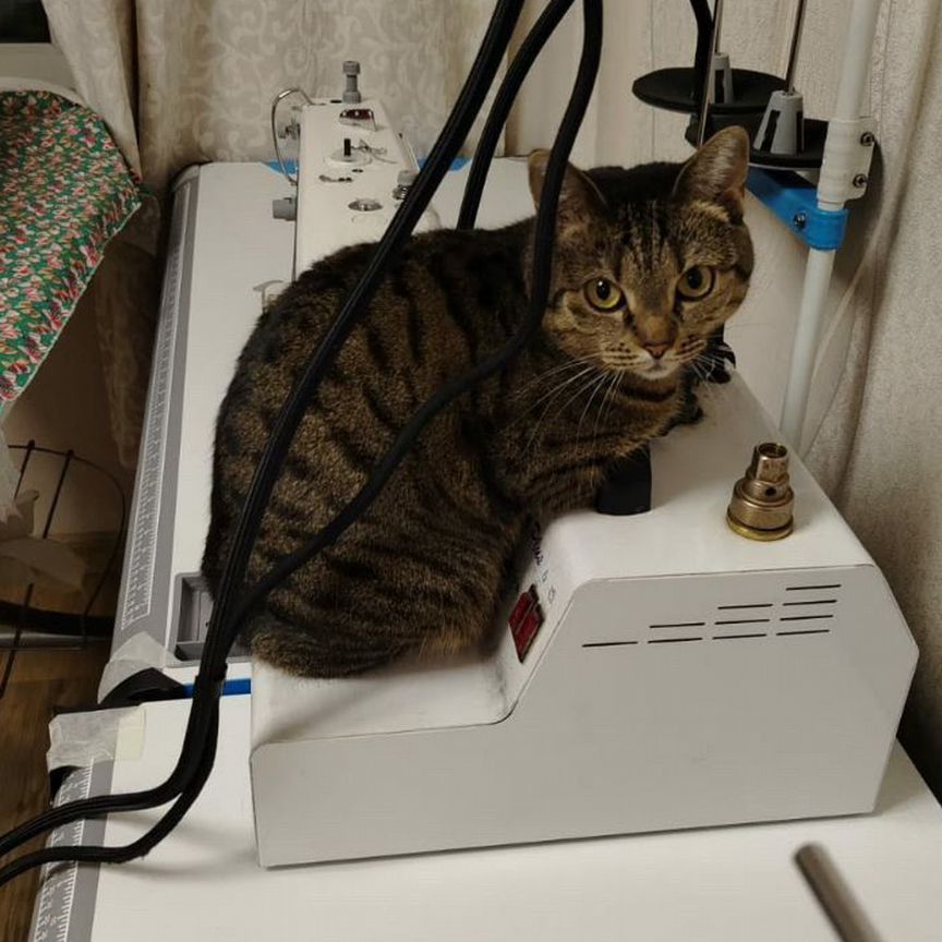 Взрослая кошка в добрые руки