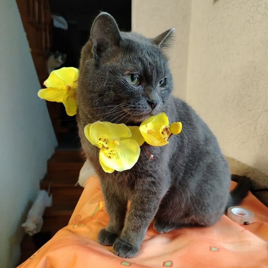 Кот в добрые руки, 1,5 года