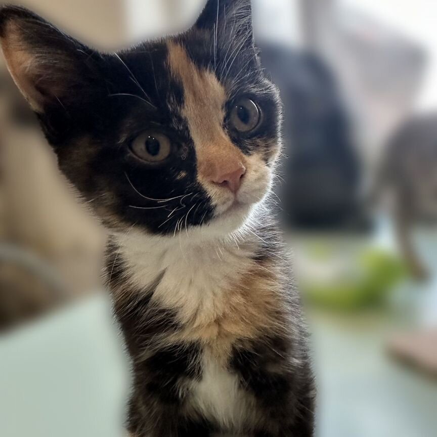 Котик Дейл в добрые руки