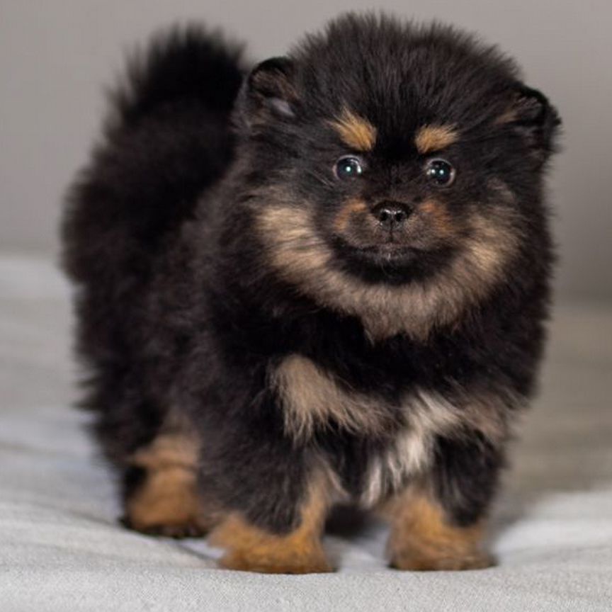 Черно-подпалый мальчик померанский шпиц