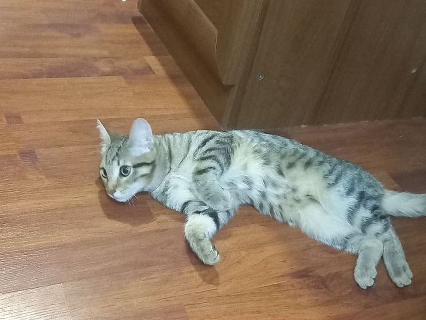 Кошка