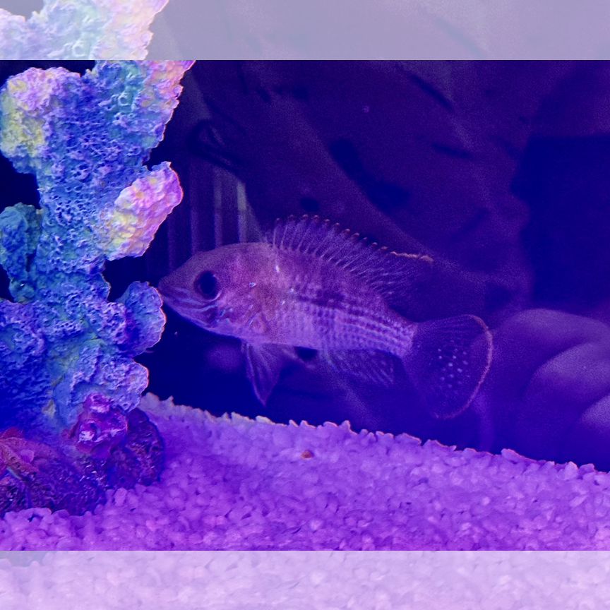 Акара- бирюзовая 8см