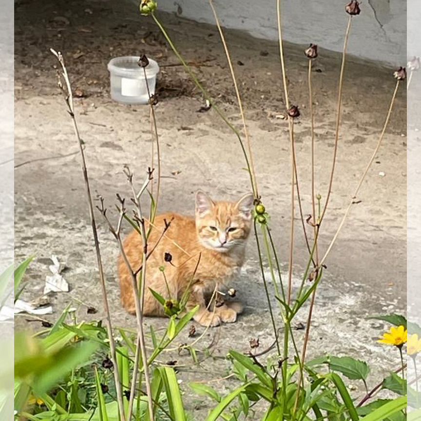 Котенок