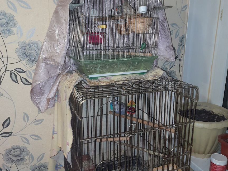 Волнистый попугай и амадины