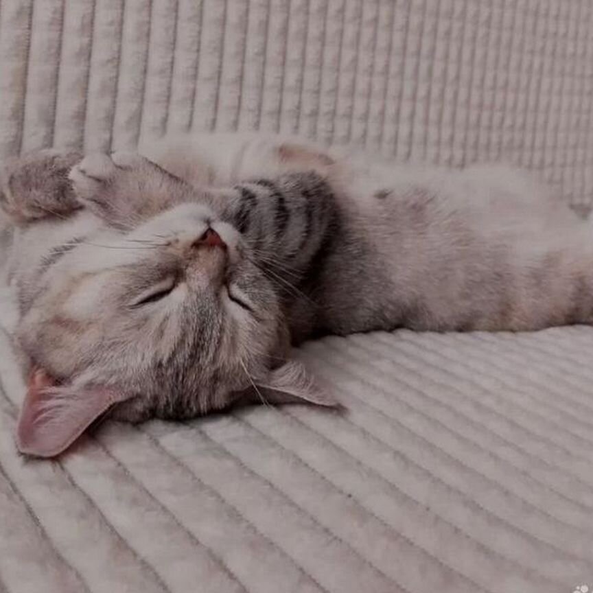 Шотландский прямоухий короткошёрстный котёнок