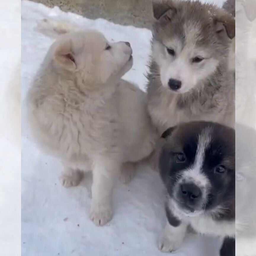 Щенок в добрые руки