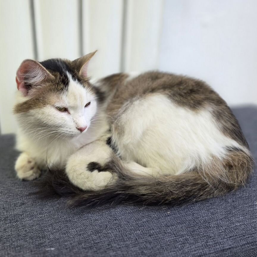 Взрослая, кошка в добрые руки