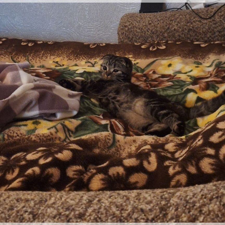 Шотландский вислоухий короткошёрстный котёнок