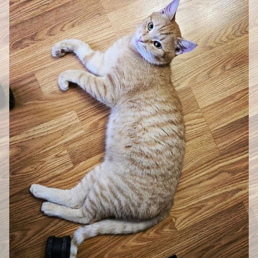 Взрослый кот из приюта