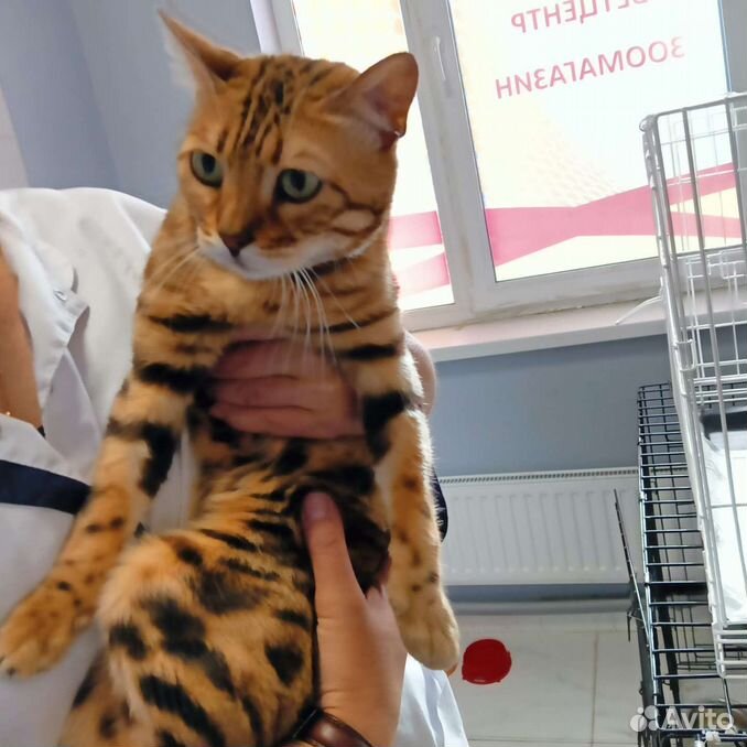 Красивая бенгальская кошка в хорошие руки