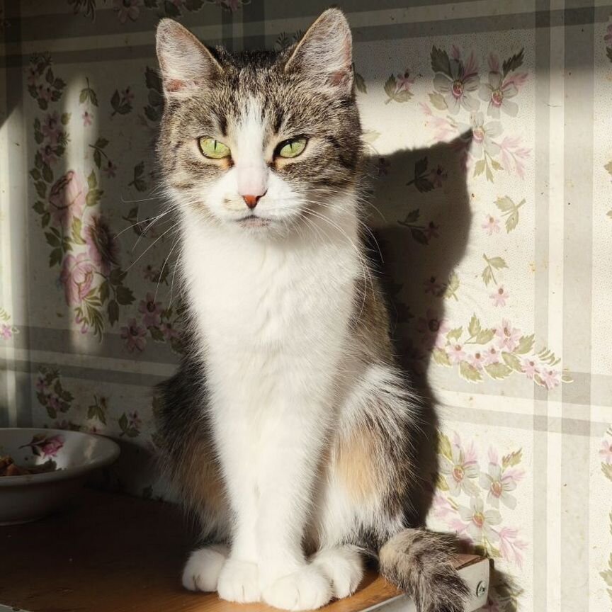 Кошка