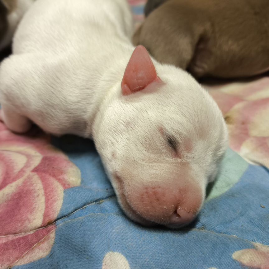 Собака амстафф