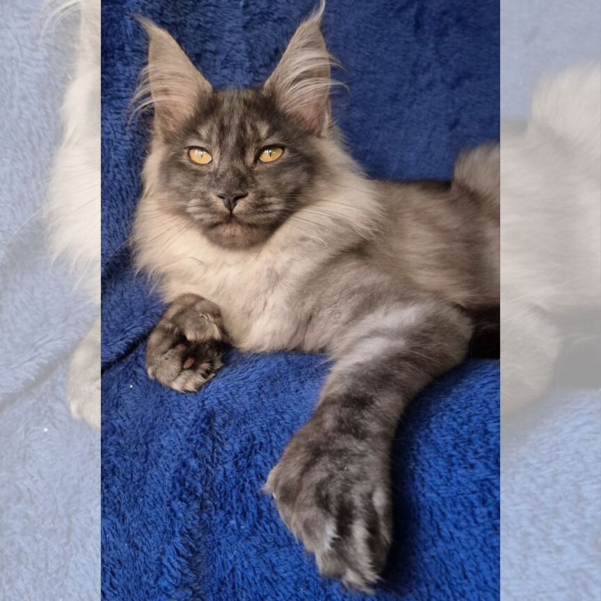 Мейн-кун котёнок