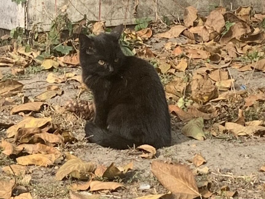 Черная кошка