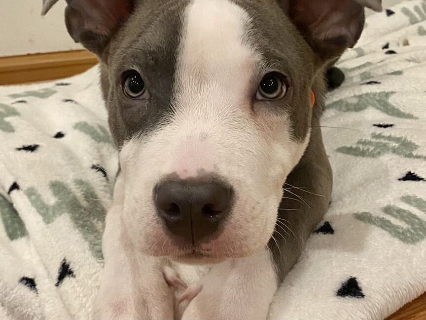 Стаффордширский терьер щенок