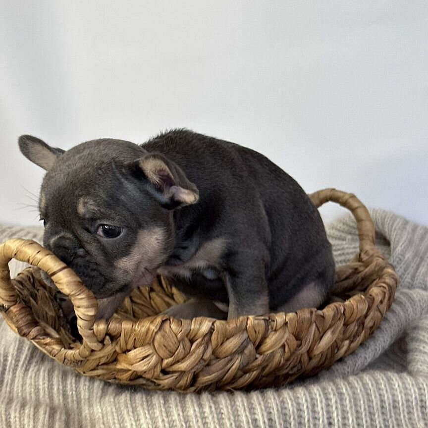 Французский бульдог голубой подпал