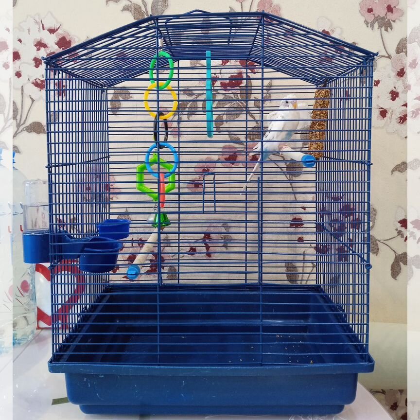 Волнистый попугай с клеткой