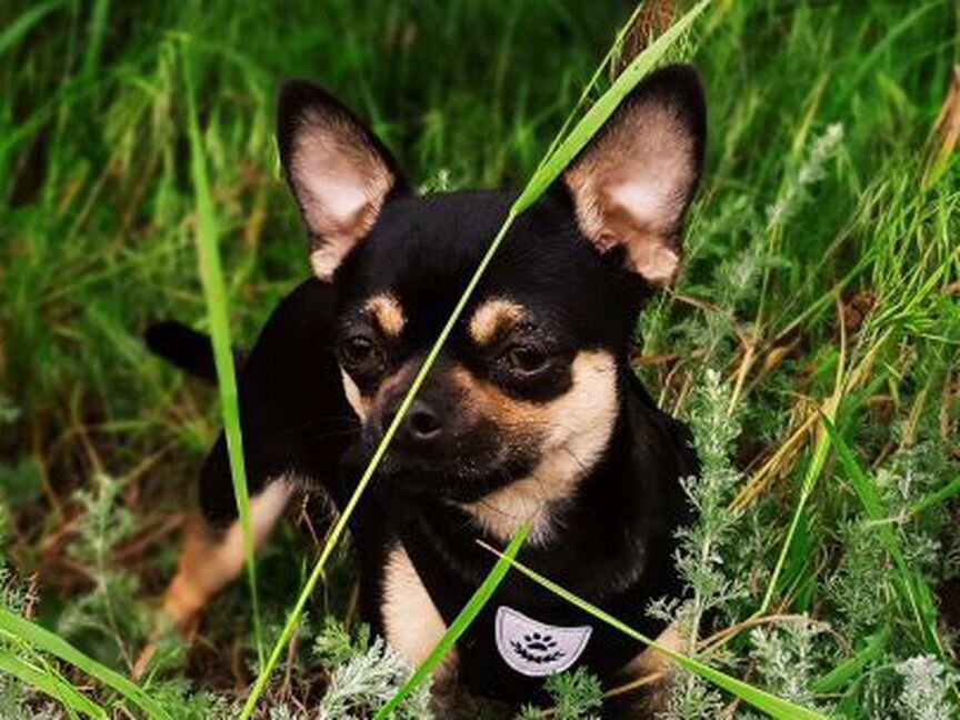 Вязка чихуахуа