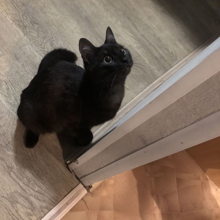 Нашли кота, домашний
