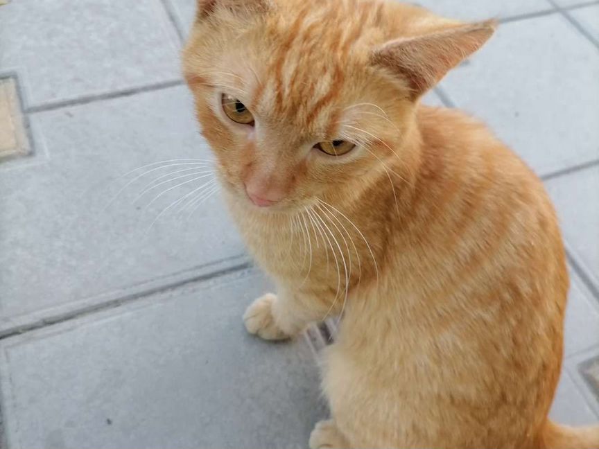 Кот