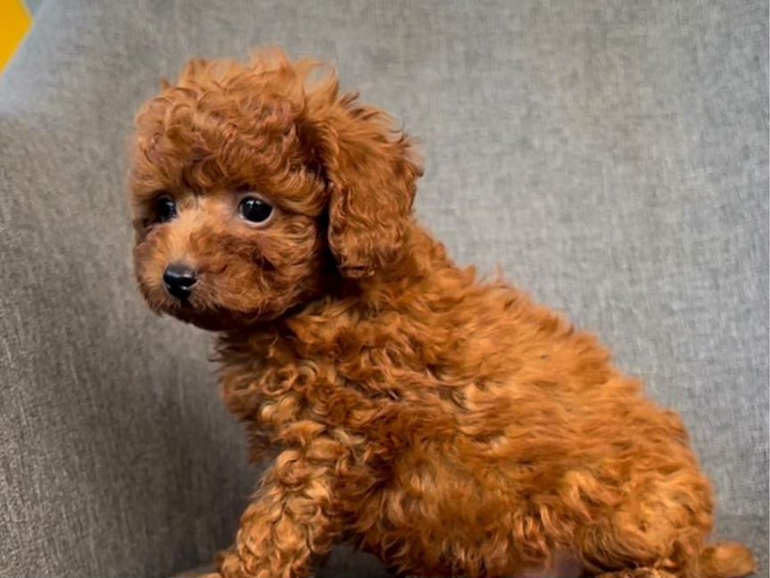 Щенки Той Пуделя