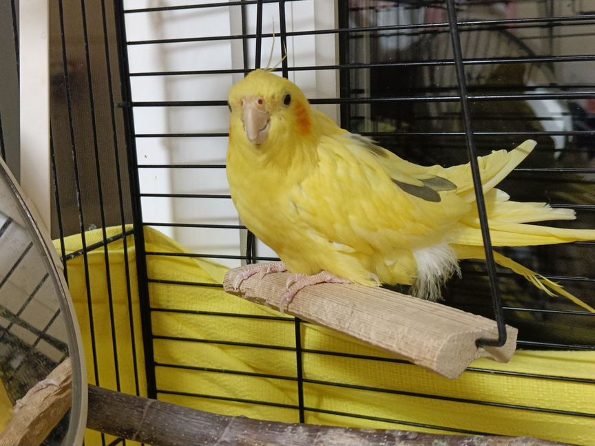 Попугай корелла с клеткой