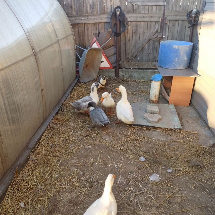 Утки Фаворит и Стар-53